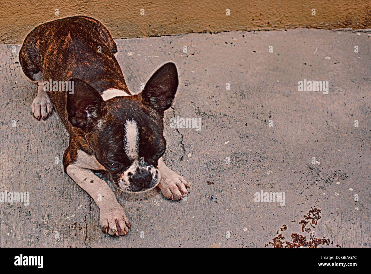 Photograph of a sad Boston terrier dog on a concrete floor Stock Photo ...