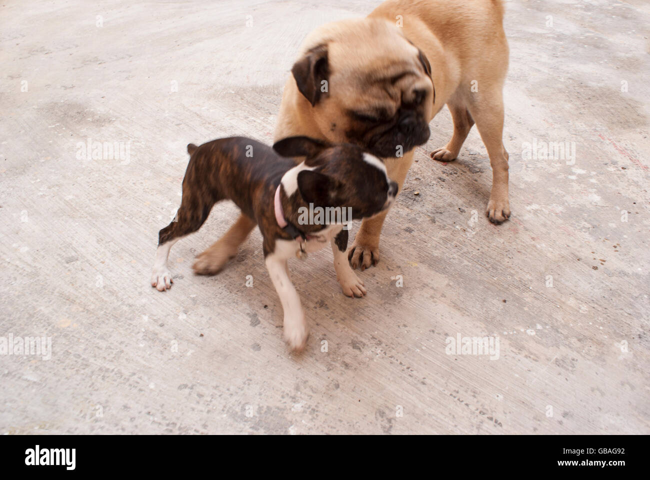 Pug terrier hi-res stock photography and images - Alamy