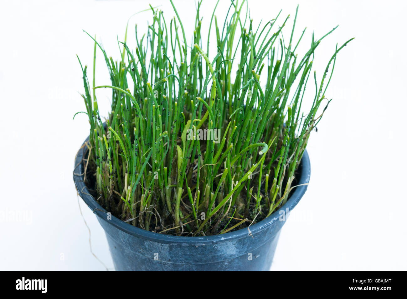 Chive pot plant hi-res stock photography and images - Alamy
