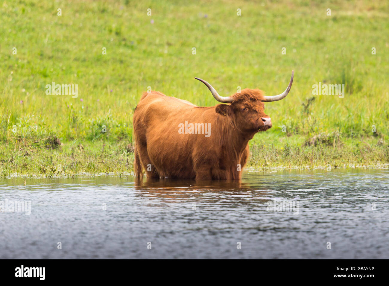 Scottish highland beef in grassland and water Stock Photo - Alamy