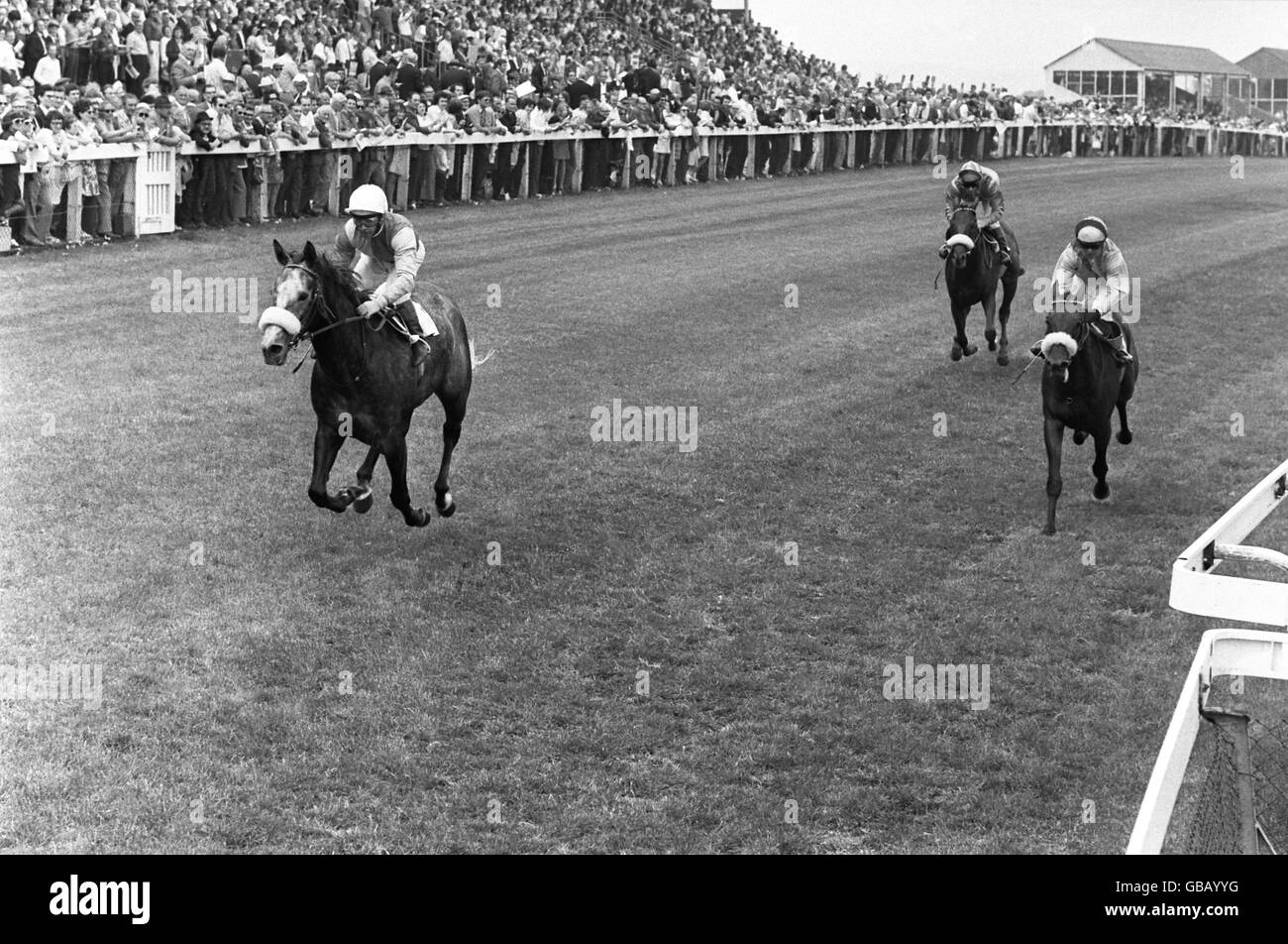 Harry lewis horse hi-res stock photography and images - Alamy