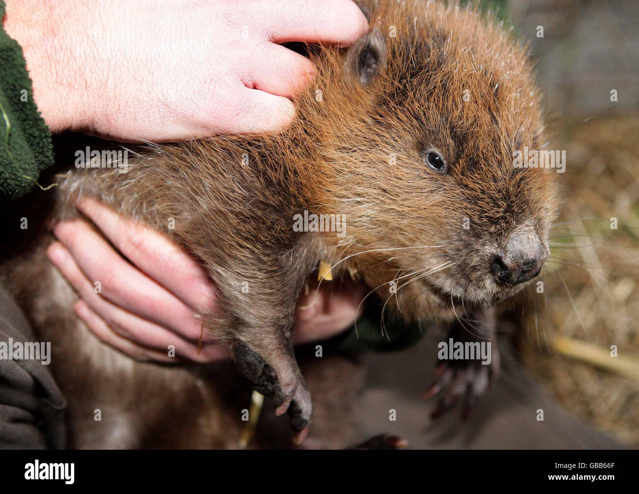Baby hand reared beaver wwt martin mere wetland centre in burscough hi ...