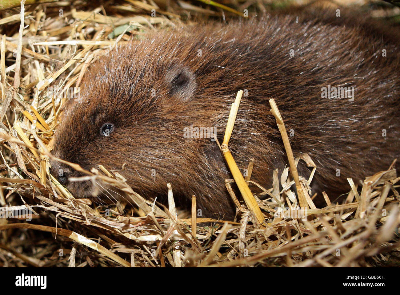 A baby hand-reared beaver at WWT Martin Mere Wetland Centre in ...