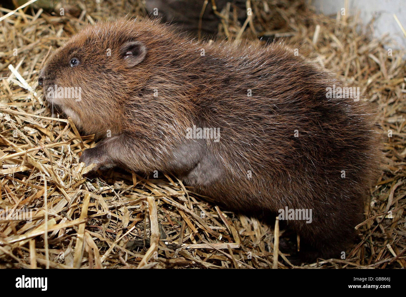 Baby hand reared beaver wwt martin mere wetland centre in burscough hi ...