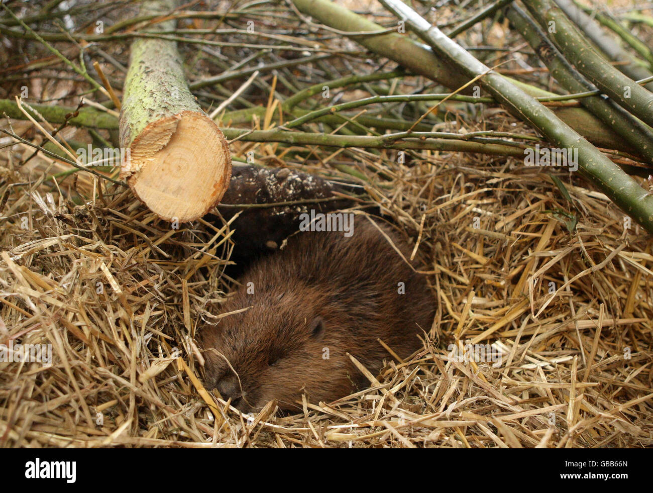 A baby hand-reared beaver at WWT Martin Mere Wetland Centre in ...