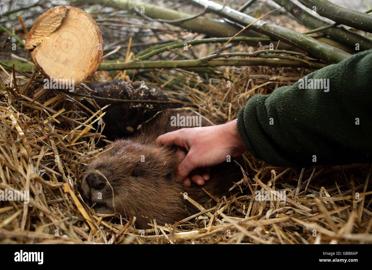 Beaver wetland animal image hi-res stock photography and images - Alamy