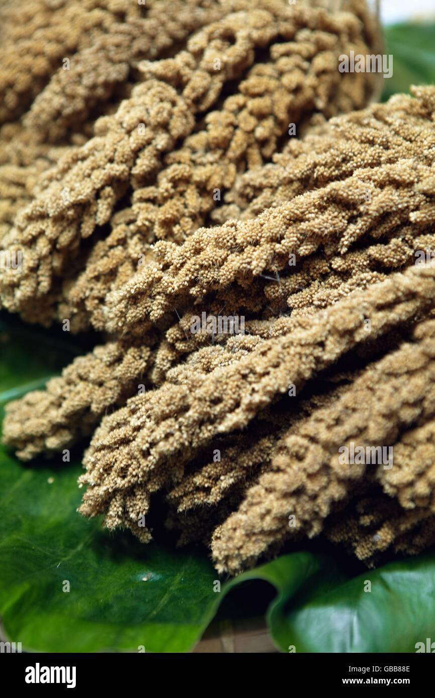 Kanding High Resolution Stock Photography and Images - Alamy