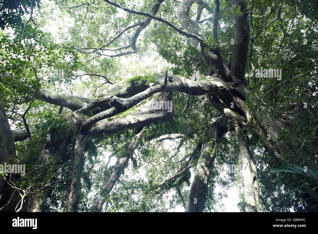 Luan mountain forest museum Stock Photo - Alamy