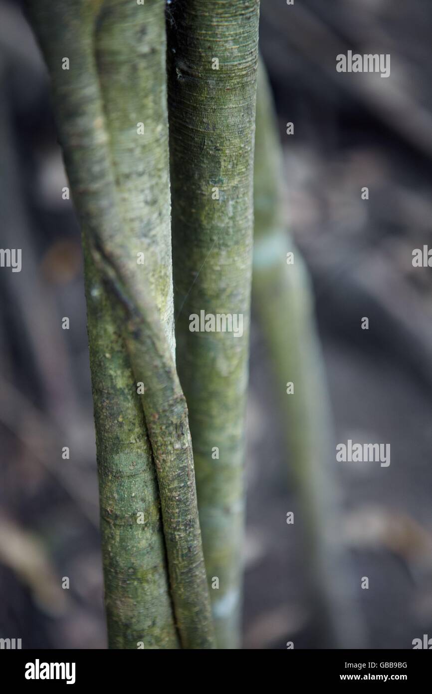 Luan mountain forest museum Stock Photo - Alamy