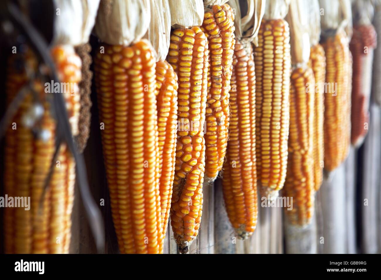 Luan mountain forest museum Stock Photo - Alamy