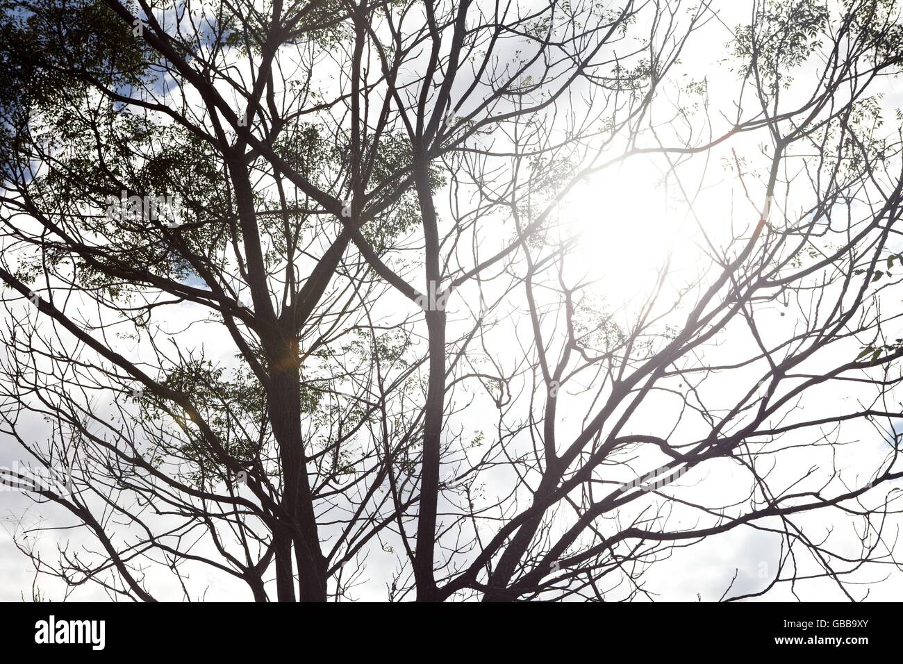 Luan tree hi-res stock photography and images - Alamy