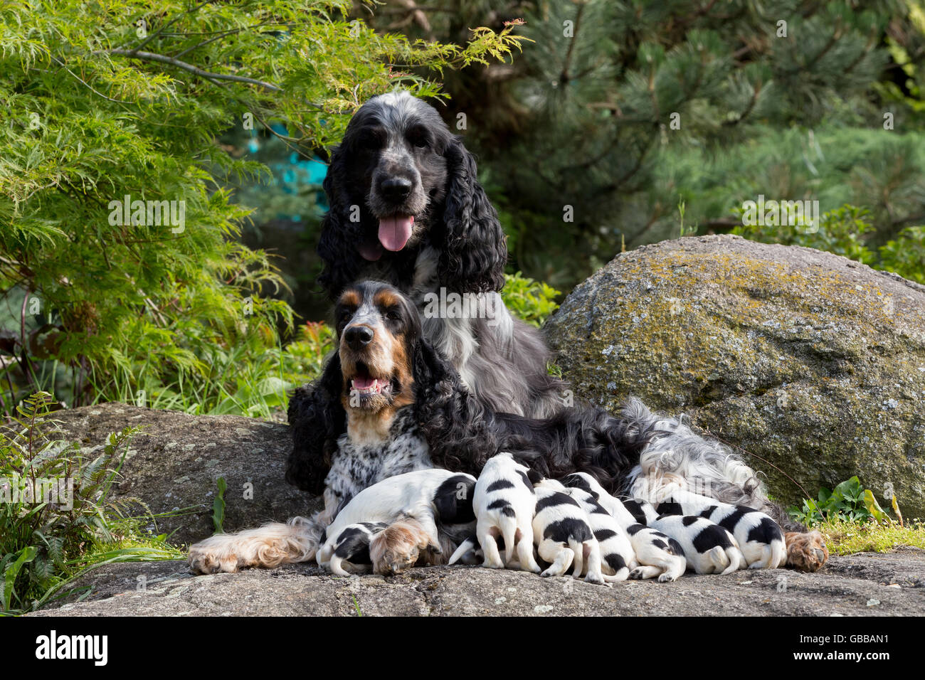 English Cocker Spaniel family, caring female mother with nine very ...