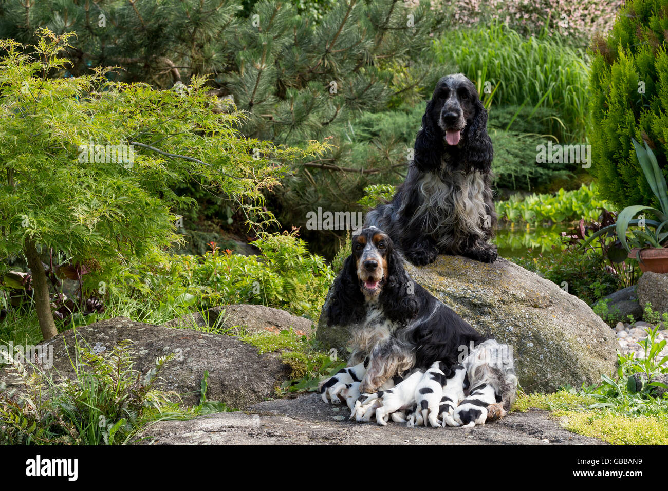 English Cocker Spaniel family, caring female mother with nine very ...