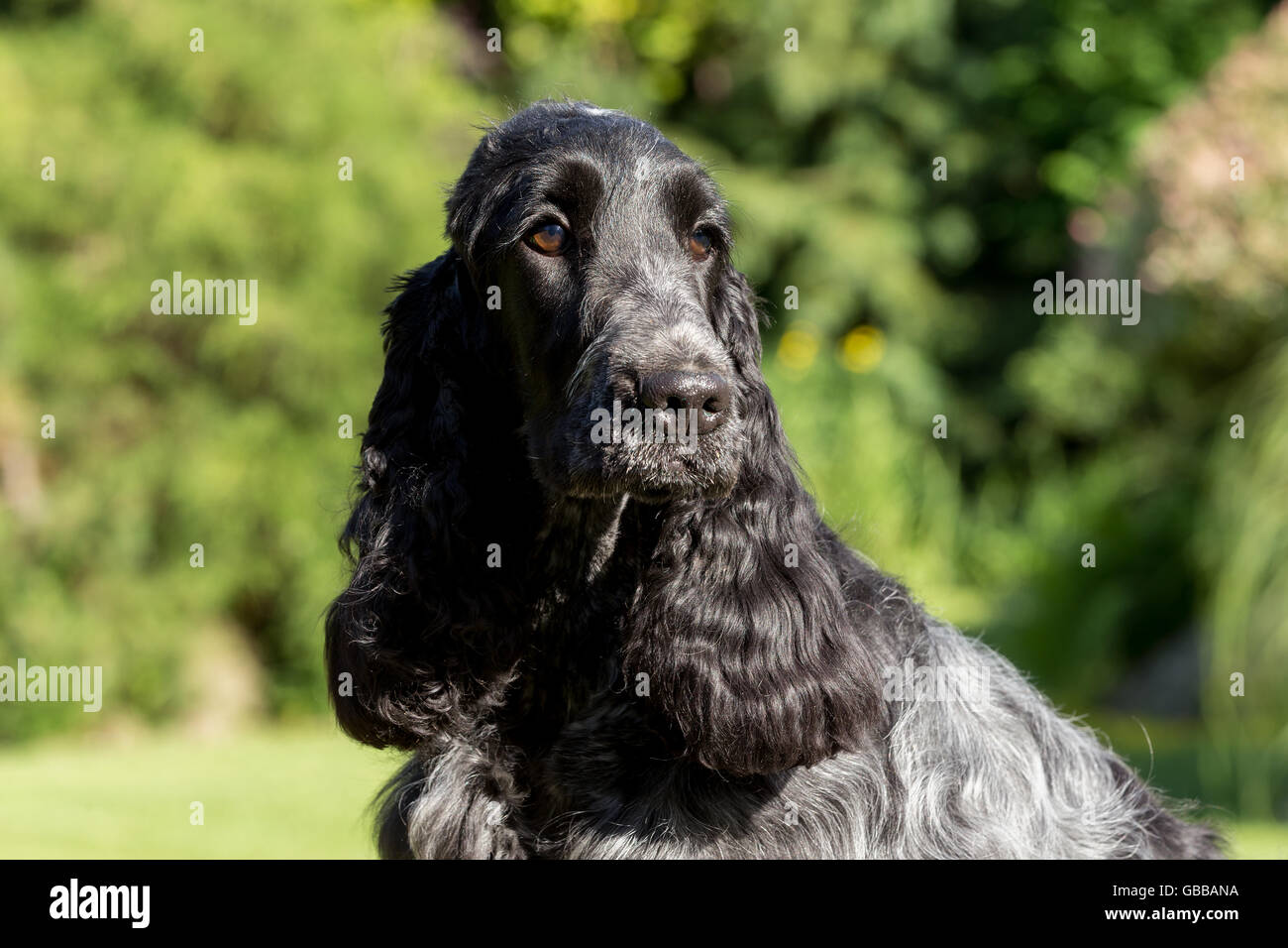 outdoor portrait of english cocker spaniel, european champion, breeding ...