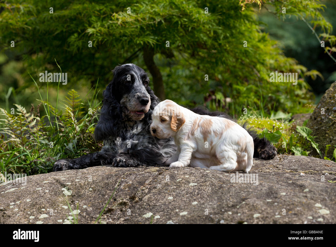 English Cocker Spaniel caring female mother with two small puppies, 24 ...
