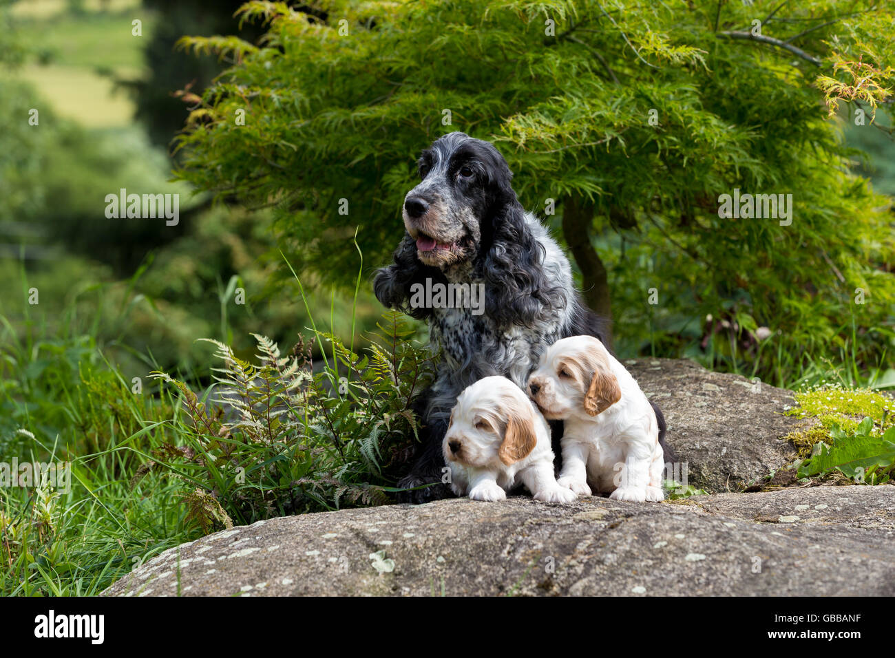 English Cocker Spaniel caring female mother with two small puppies, 24 ...