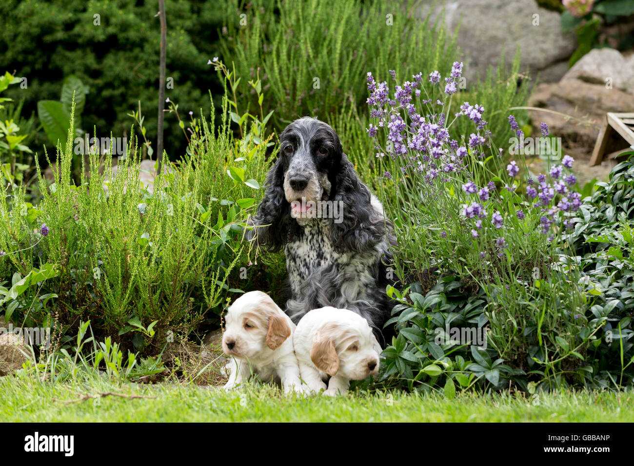 English Cocker Spaniel caring female mother with two small puppies, 24 ...