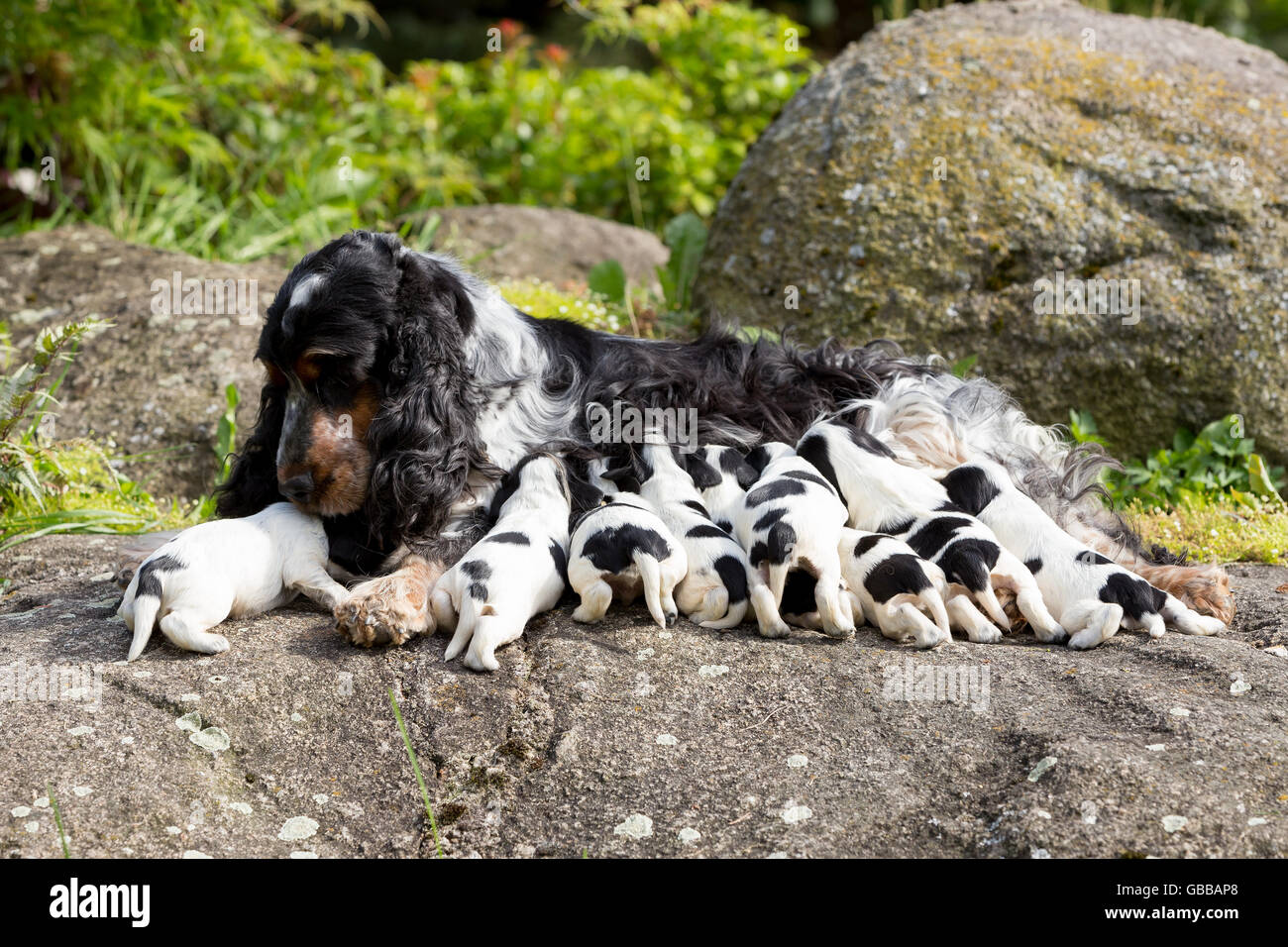 English Cocker Spaniel caring female mother with nine very small ...