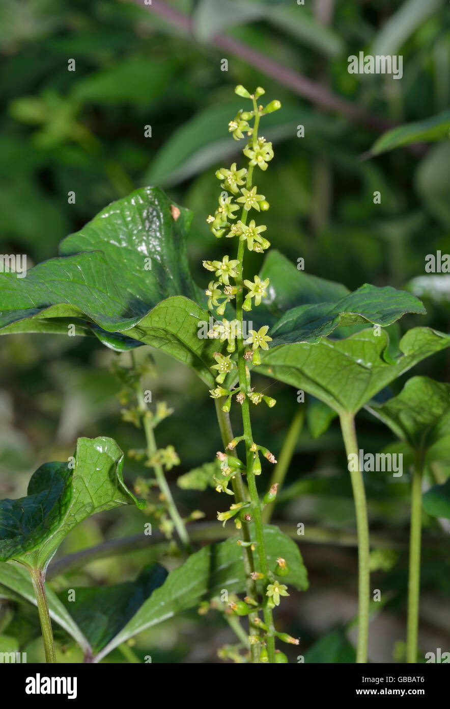 Black Bryony Flowers - Tamus communis Climbing Hedgerow Plant Stock ...