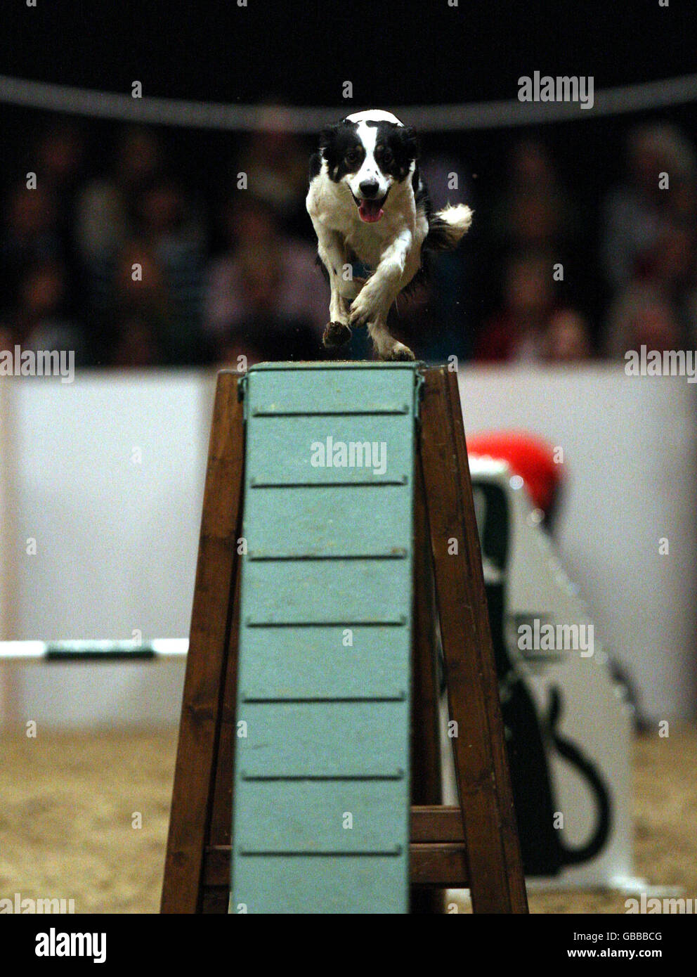 The Kennel Club Dog Agility display at the evening performance of ...