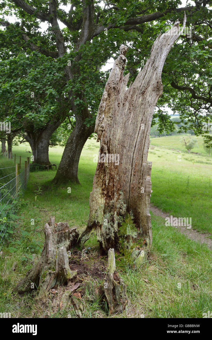 An old oak dead hi-res stock photography and images - Alamy