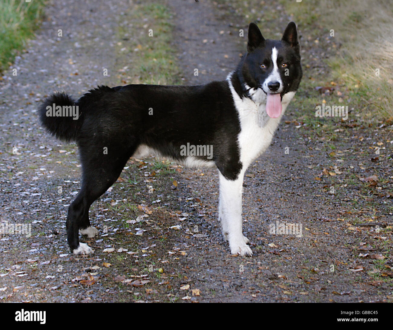 Karelian Bear Dog Stock Photo - Alamy
