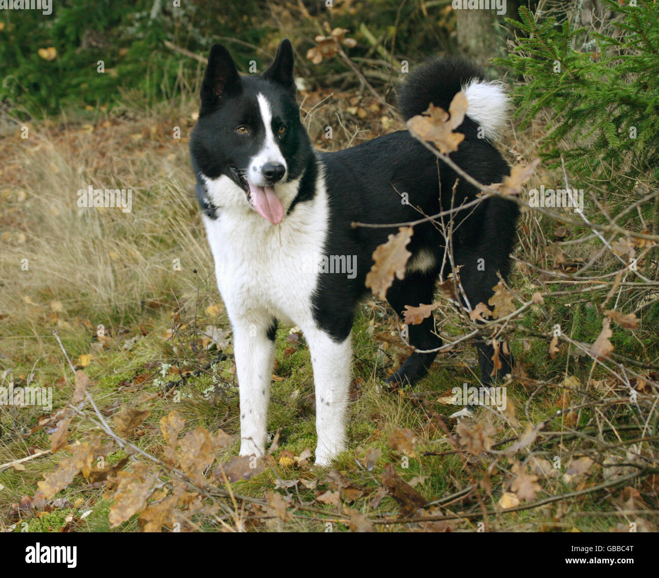 Karelian bear dog dogs hi-res stock photography and images - Alamy