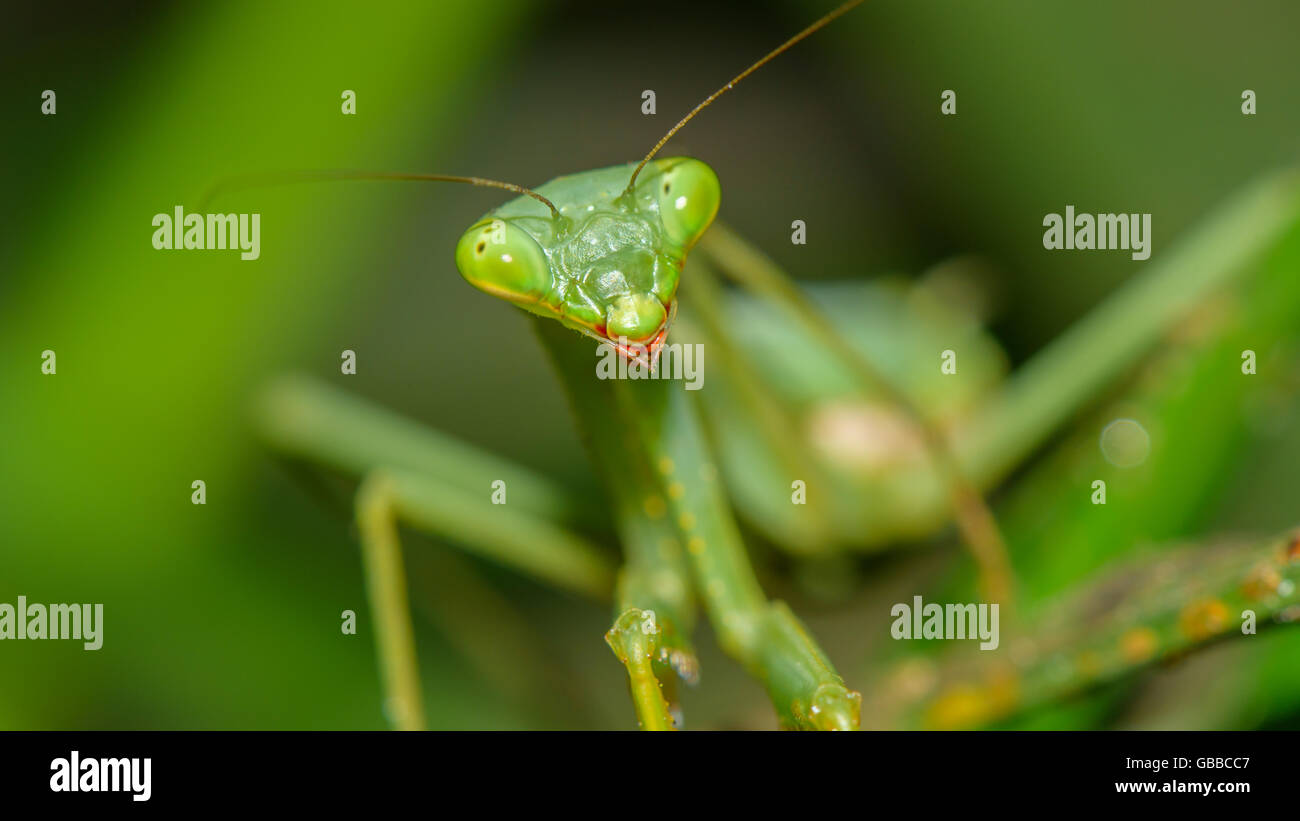 Curious Green Preying Mantis Stock Photo - Alamy