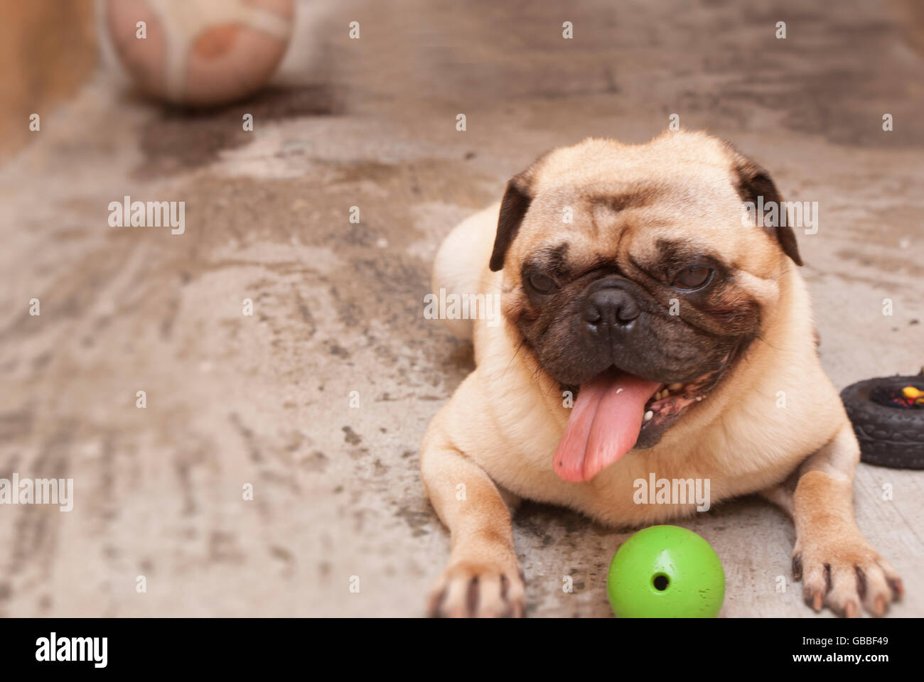 Photograph of a pug dog and a ball of basketball on a concrete floor ...