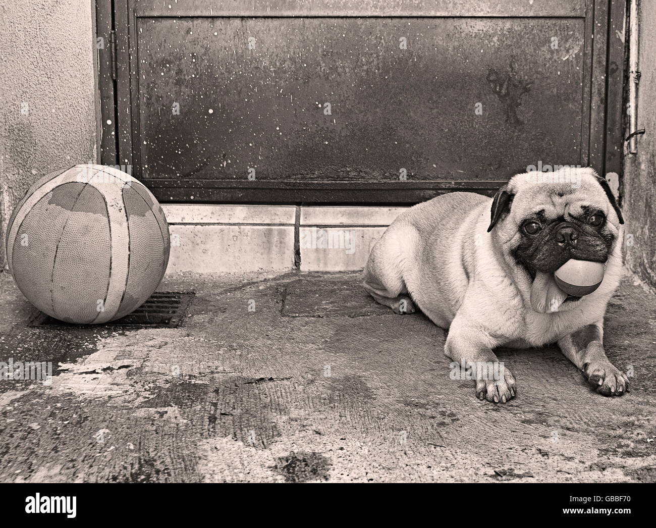 Photograph of a pug dog and a ball of basketball on a concrete floor ...