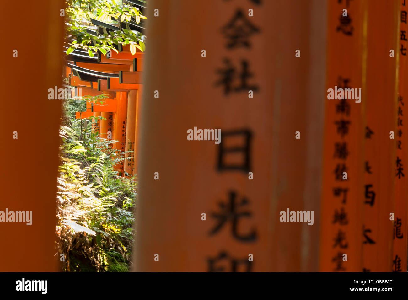 Pathway with orange painted torii (gates) at the world famous fushimi ...