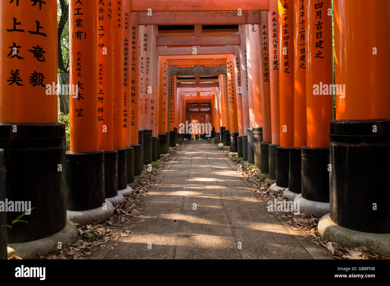 Pathway with orange painted torii (gates) at the world famous fushimi ...
