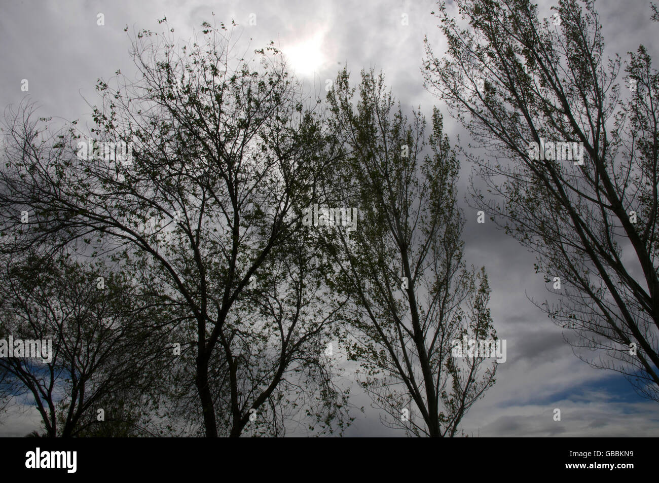 Windy day trees hi-res stock photography and images - Alamy