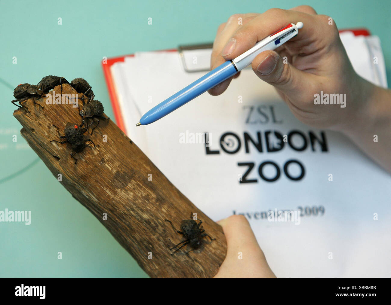 London Zoo stocktake. A Zoo Keeper carries out a count of Fregate ...