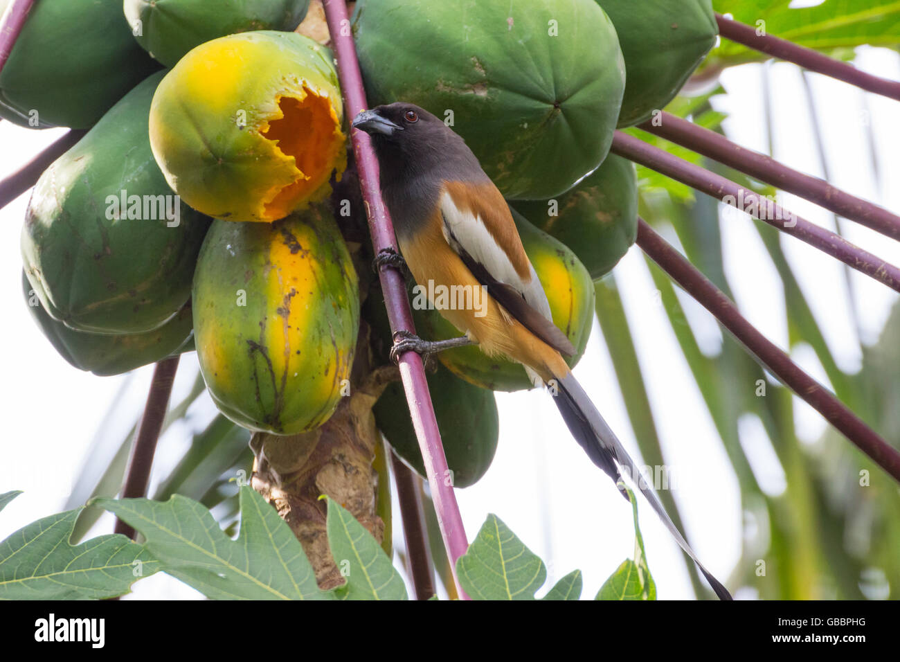 Indian Tree Pie ( Dendrocitta vagabunda Stock Photo - Alamy