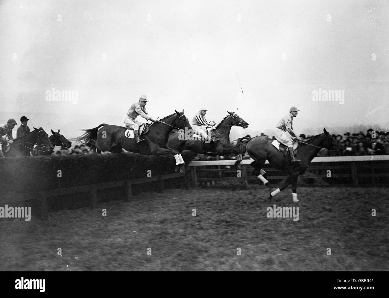 Golden miller horse Black and White Stock Photos & Images - Alamy