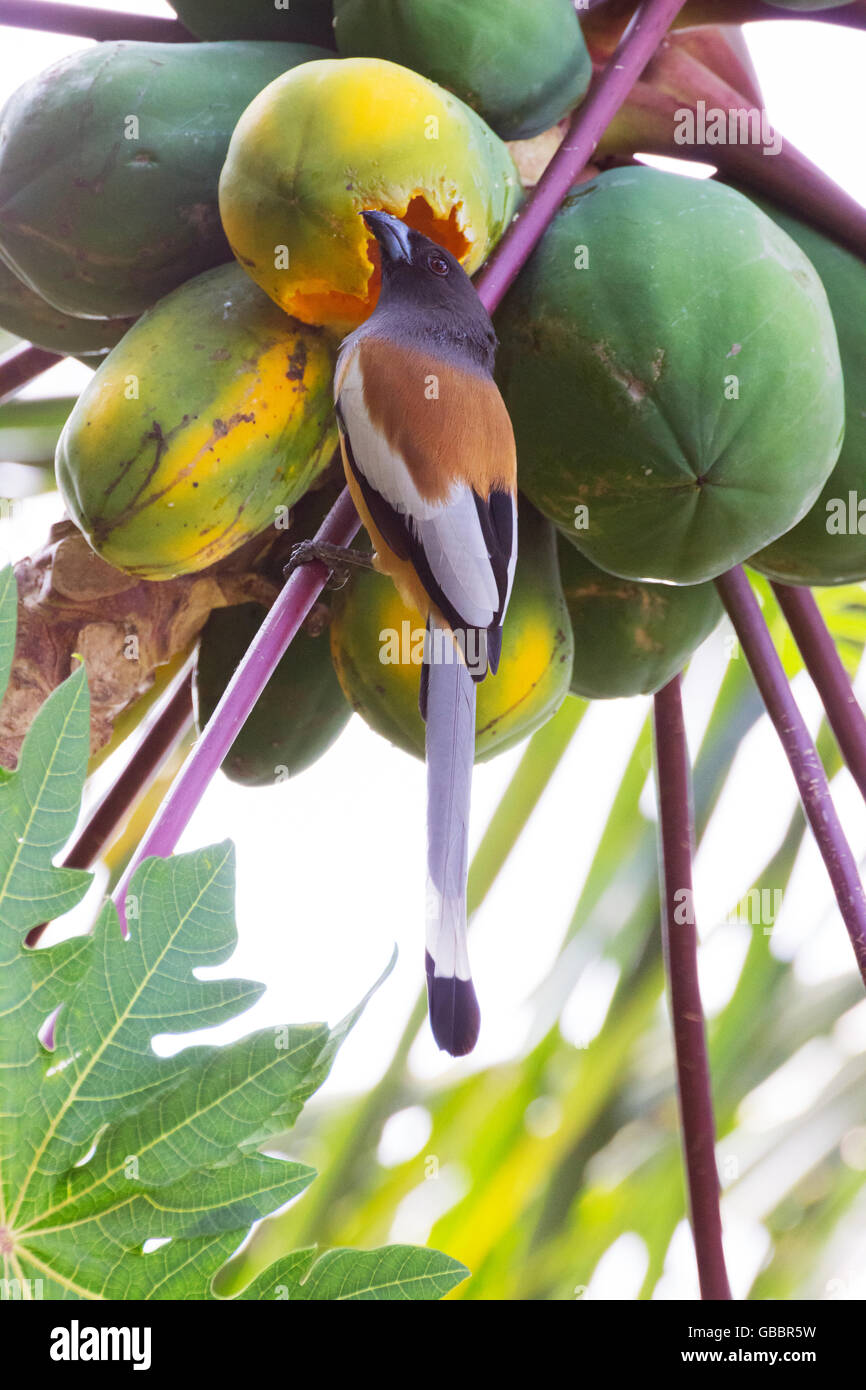 Indian treepie bird hi-res stock photography and images - Alamy