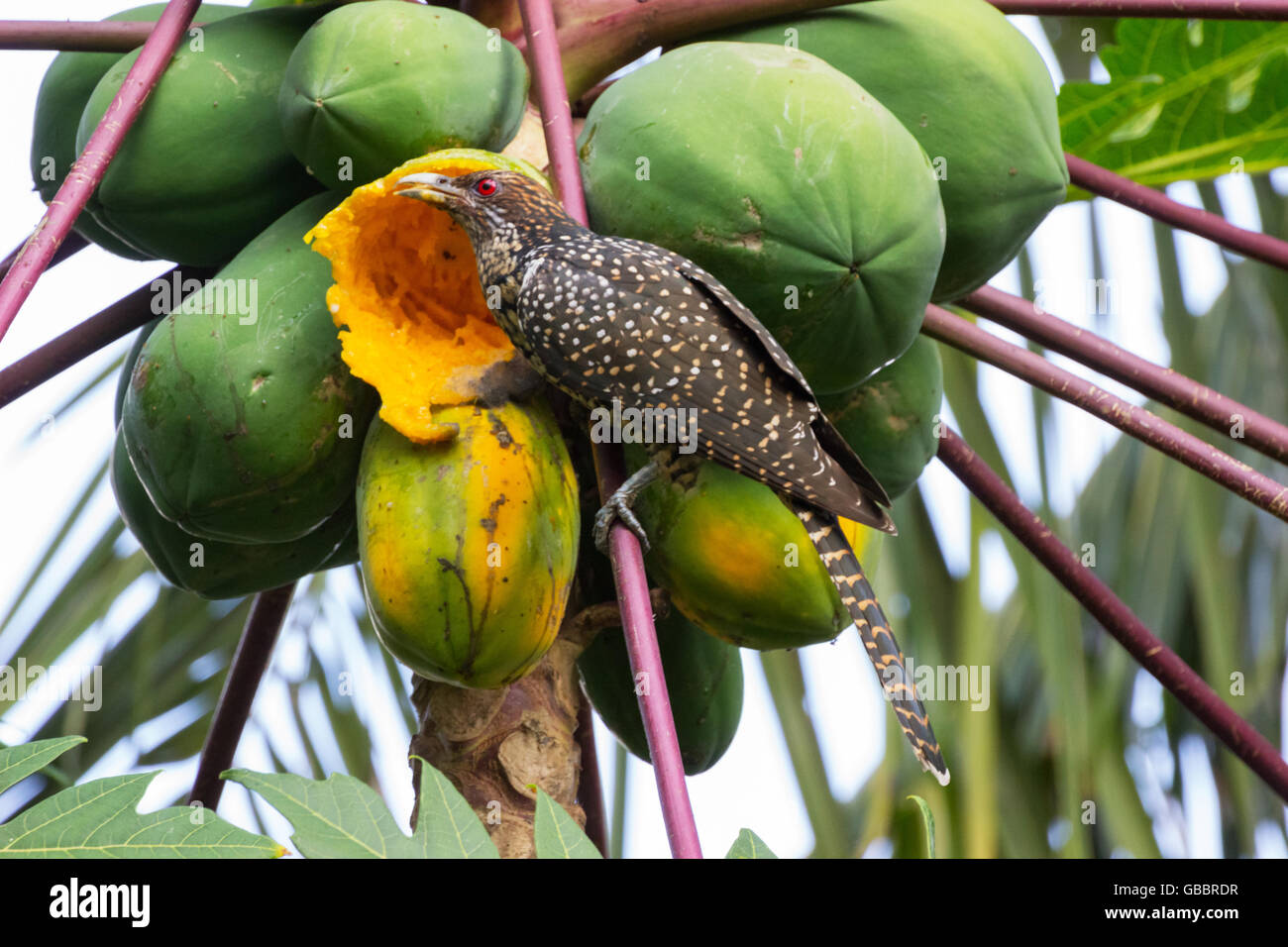 Asian female koel (Eudynamys scolopaceus Stock Photo - Alamy