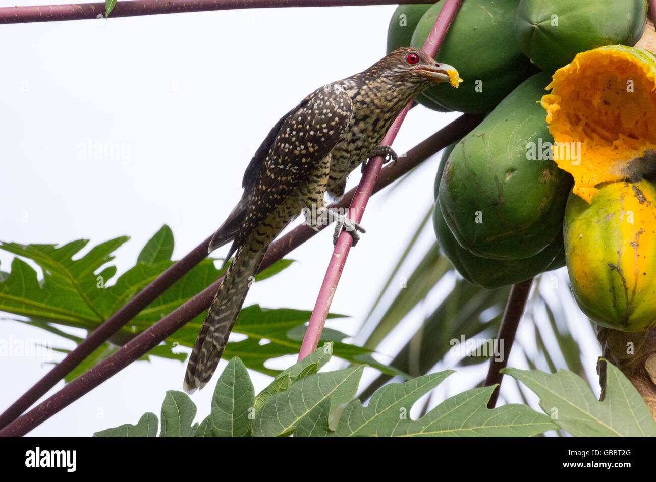 Asian female koel (Eudynamys scolopaceus Stock Photo - Alamy