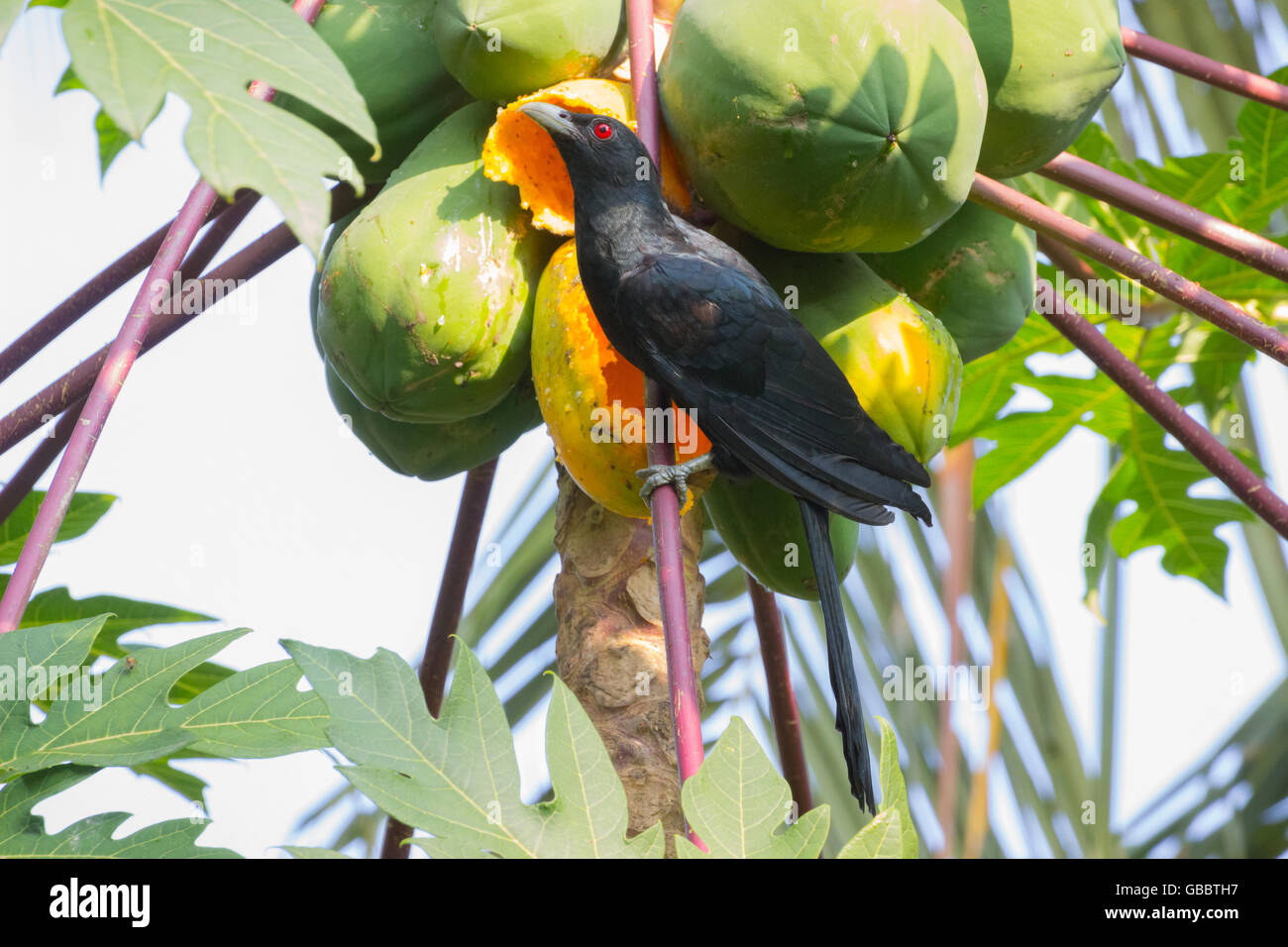 Asian male koel (Eudynamys scolopaceus Stock Photo - Alamy