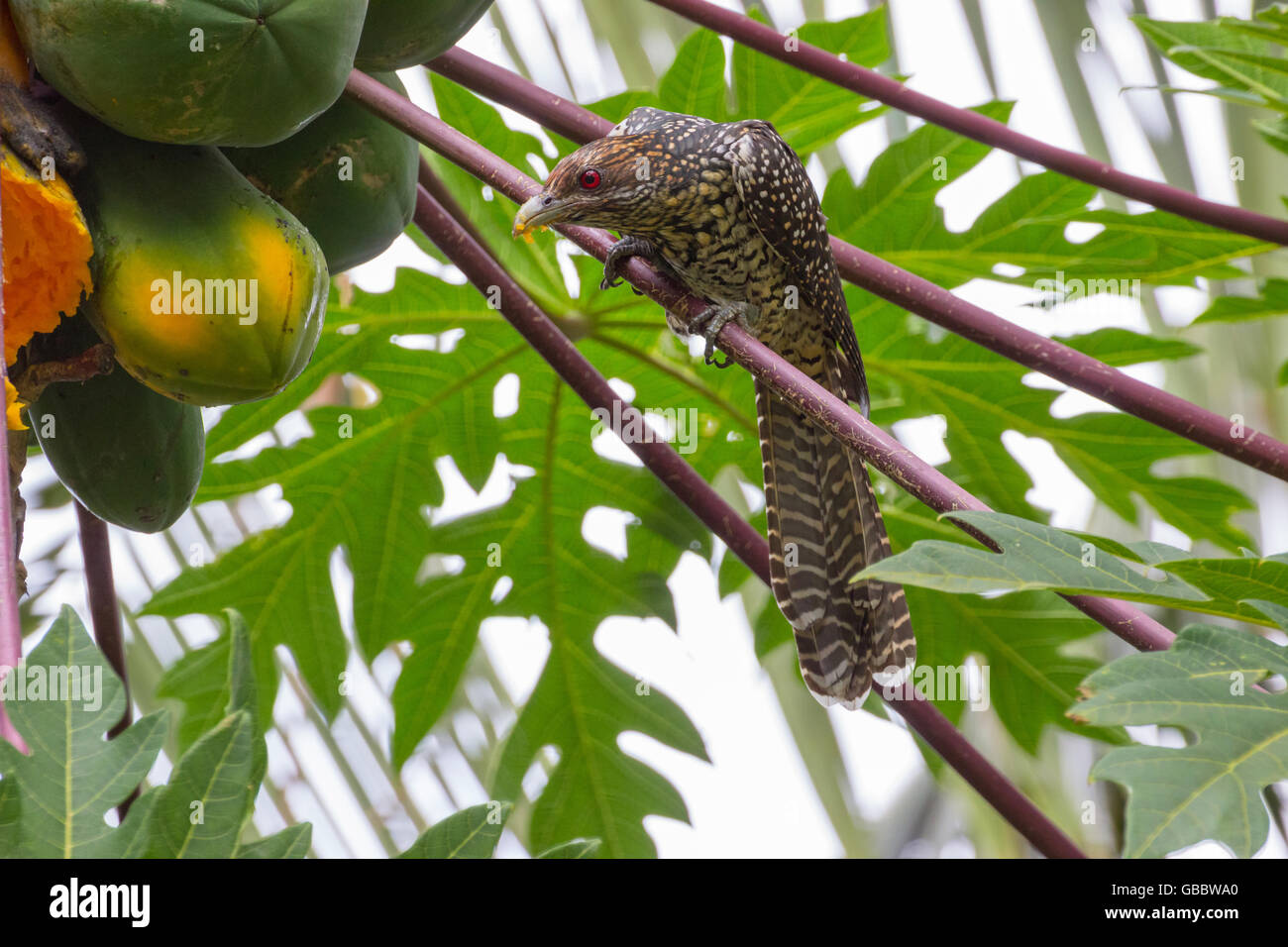 Asian female koel (Eudynamys scolopaceus Stock Photo - Alamy