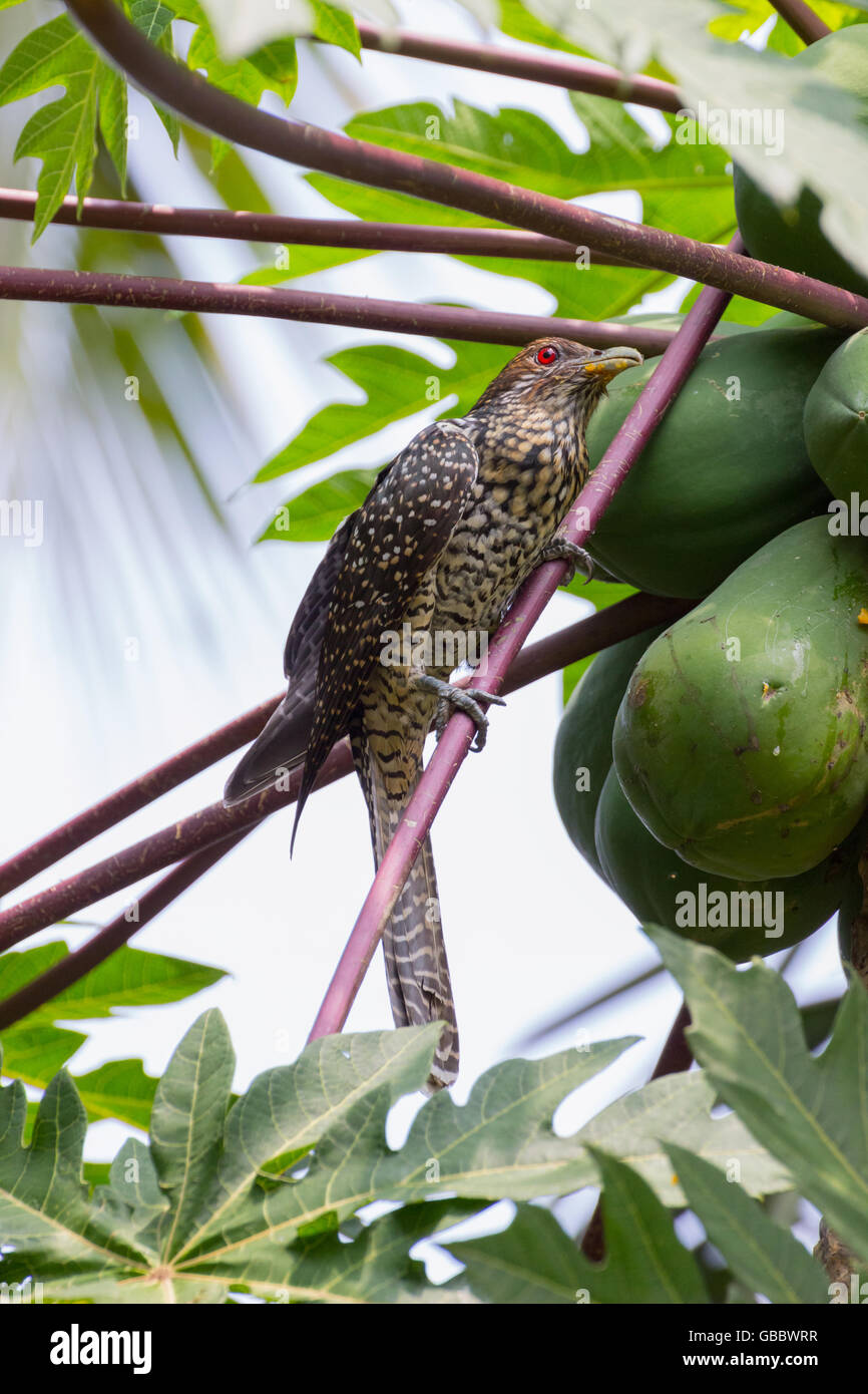 Asian female koel (Eudynamys scolopaceus Stock Photo - Alamy