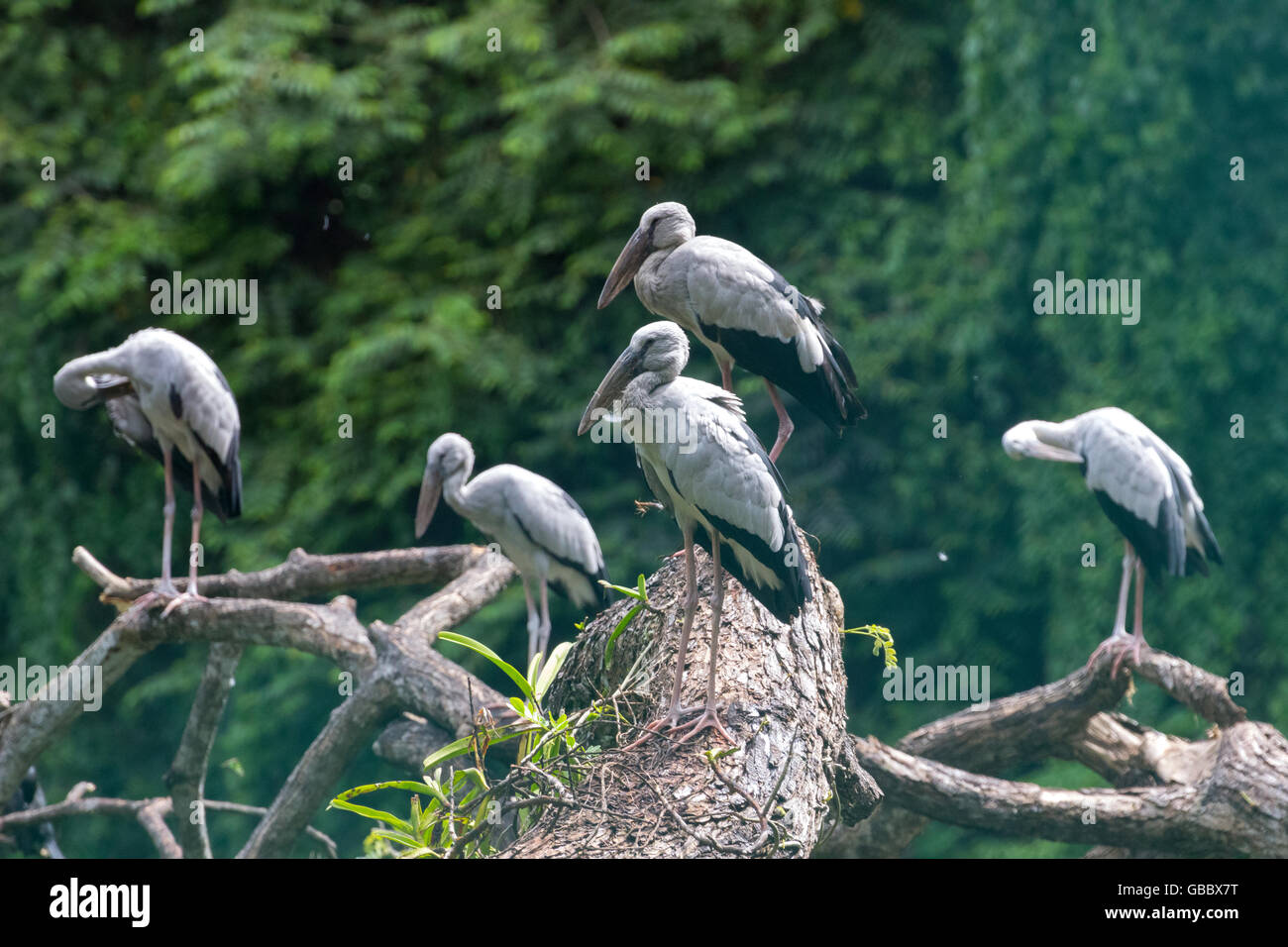 Indian openbill stork (Anastomus oscitans Stock Photo - Alamy