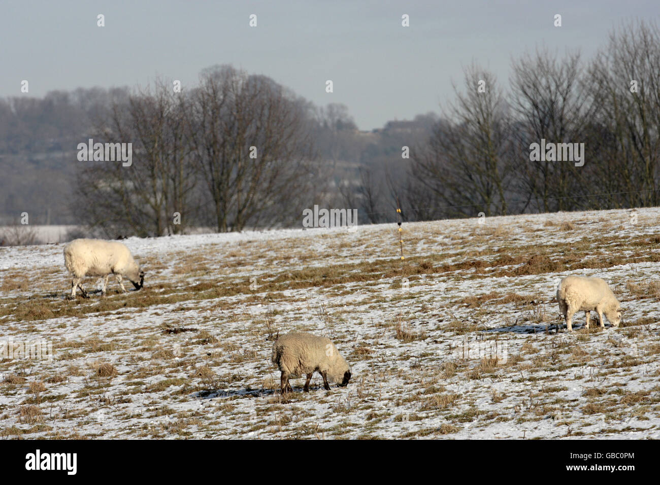 Sheep pick at the hard ground as continuing heavy frosts and below ...