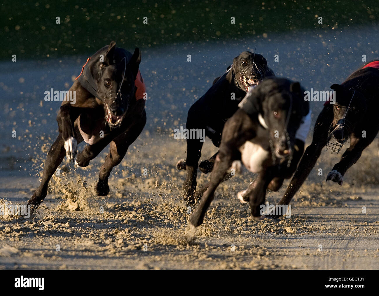 Coral brighton and hove greyhound stadium hi-res stock photography and ...