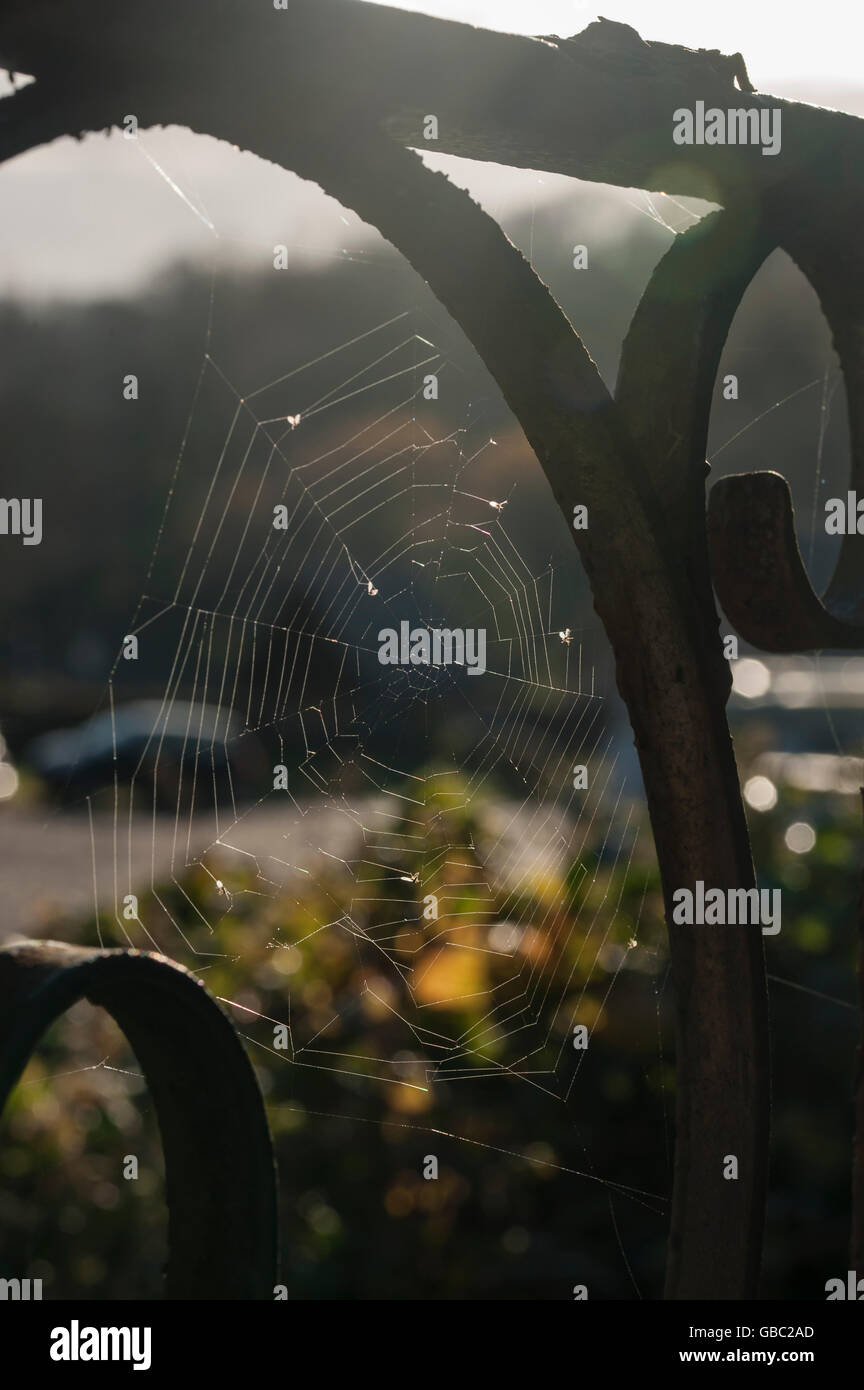Morning cobweb hi-res stock photography and images - Alamy