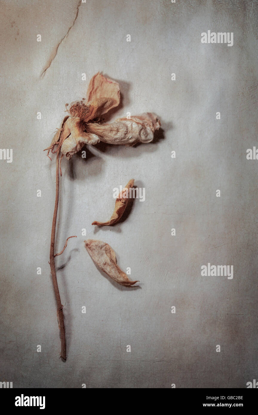 Torn flower hi-res stock photography and images - Alamy