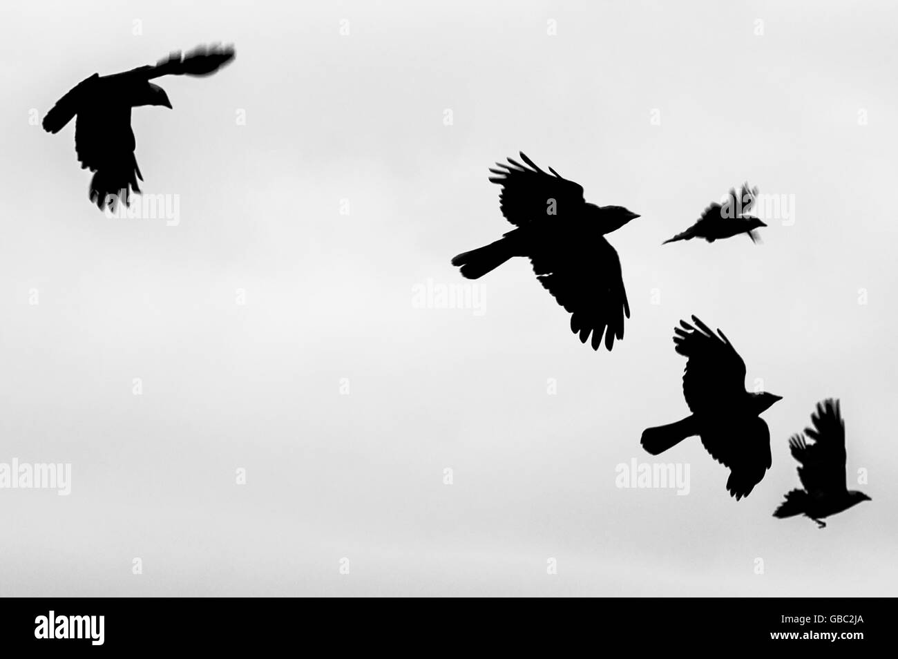 Crows Flying Art