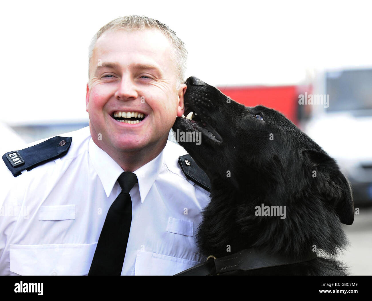 Recovery from injury dog hi-res stock photography and images - Alamy