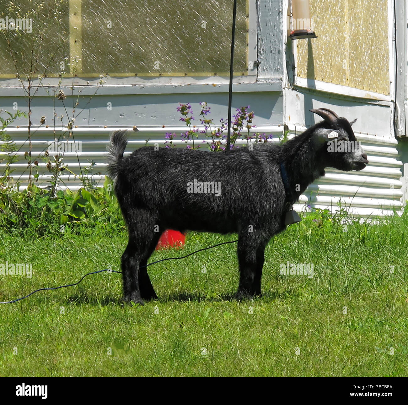 Tethered goat hi-res stock photography and images - Alamy
